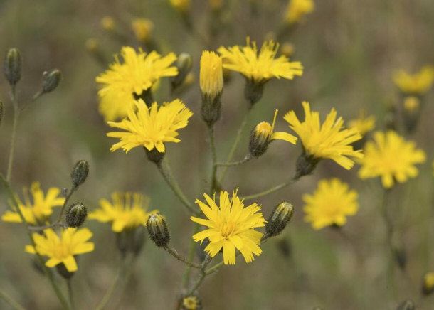 Rational & Sane: Planet without Plants...... A matter of life and death