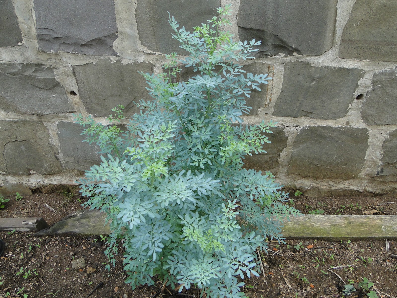 Planeta e Vida: A arruda e a façanha dos meninos