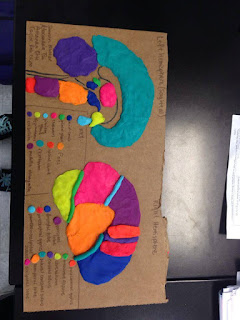 The Best of Anatomy: The Clay Brain