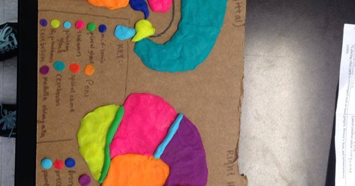 The Best of Anatomy: The Clay Brain