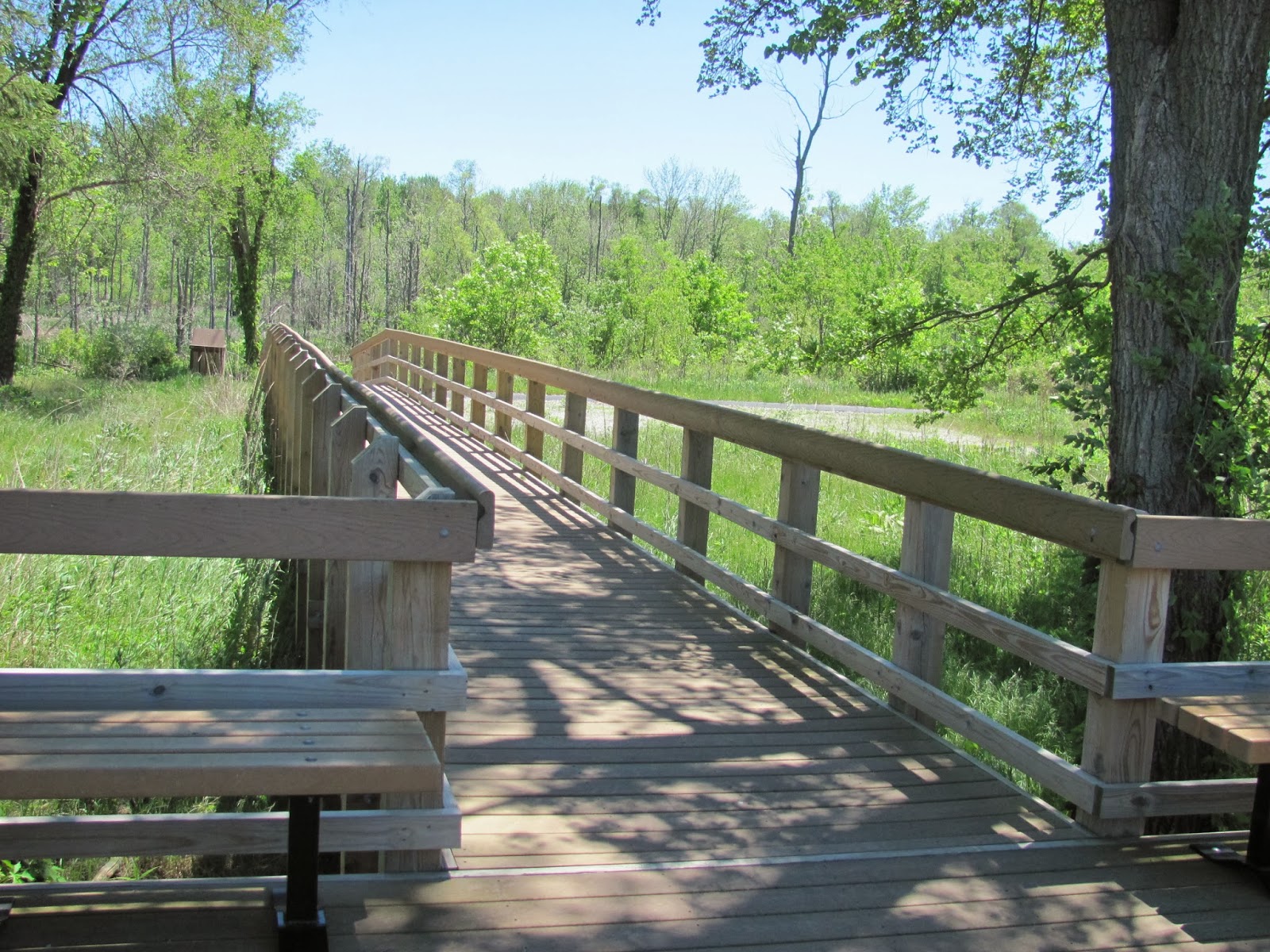 Terri of the Trails: Walking the "Creepy Swamp": the Great Marsh Trail ...
