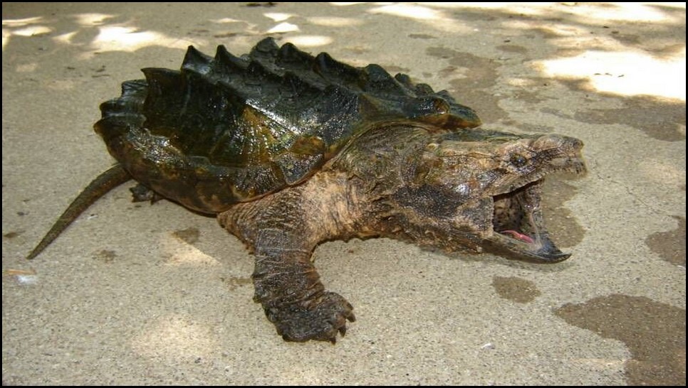 Top 10 Most Shocking Animal Mutations