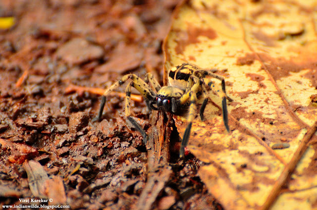 Viraj Karekar's Nature and Wildlife Photography: The Magical Western ...