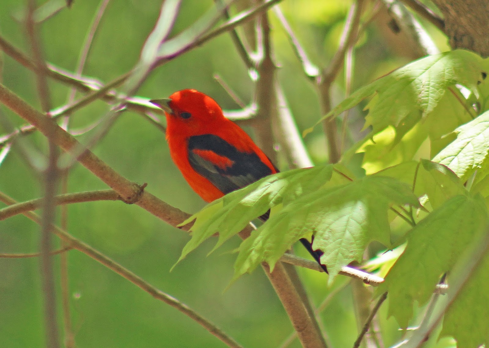 Inwood Birder: May 12 - Inwood Hill Park - Scarlet Tanager flight
