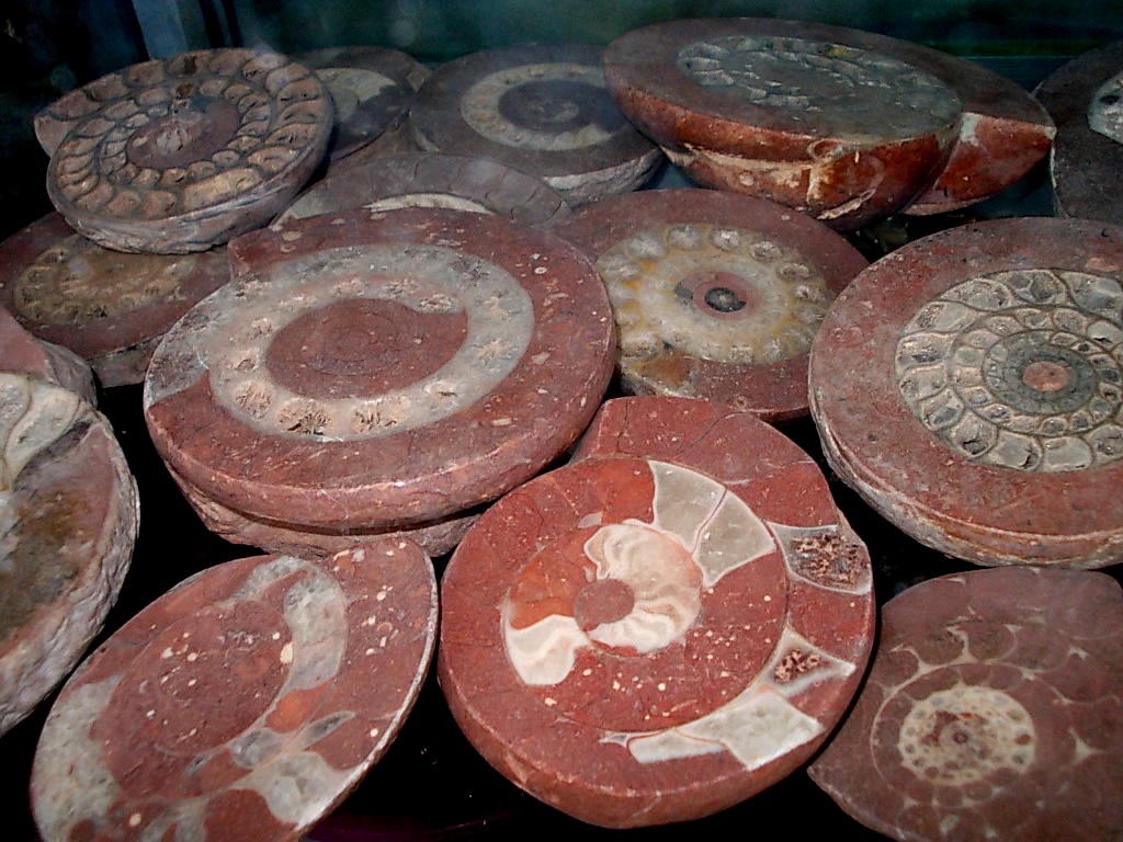 Fossils | STONES FACTORY