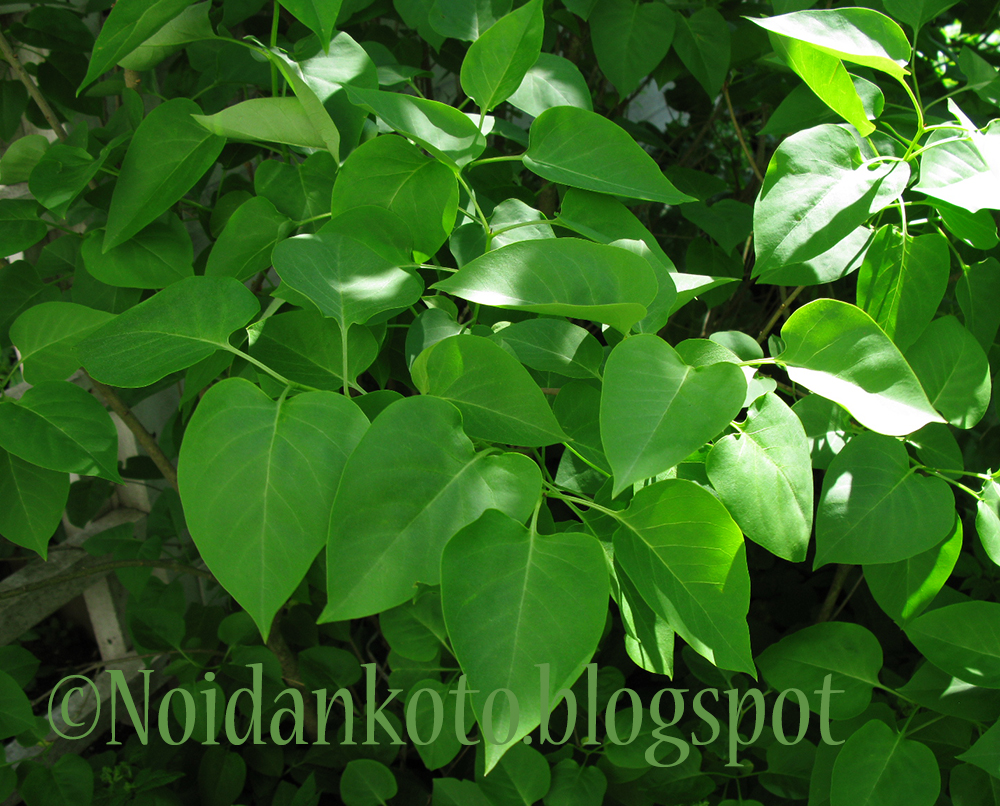 Noidankoto; Valkosipulia ja Salviaa: Syreeni (Syringa)