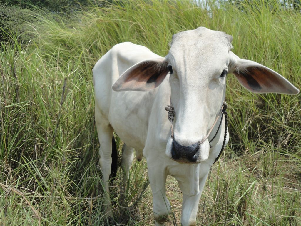 Asia To Europe 2011: One Friendly cow (Koh Paen, Cambodia - 02/04)