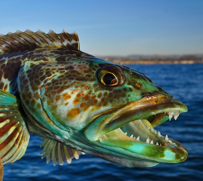 Bay Area Backwaters: Monterey Bay