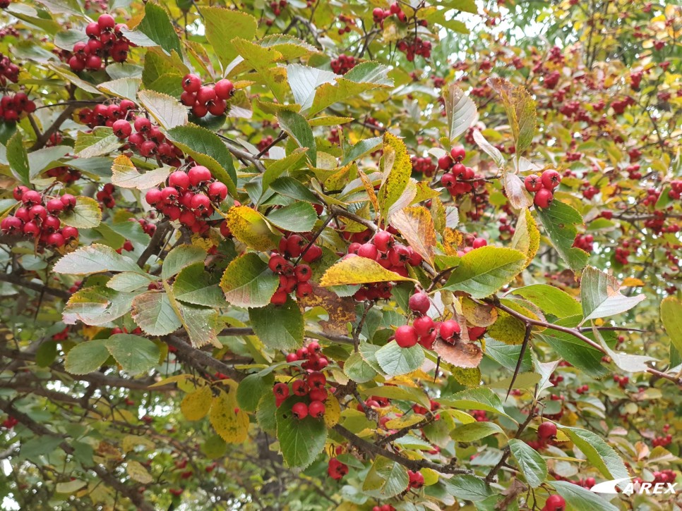 AREX: [Fall Foliage in Seoul] Seoul Forest