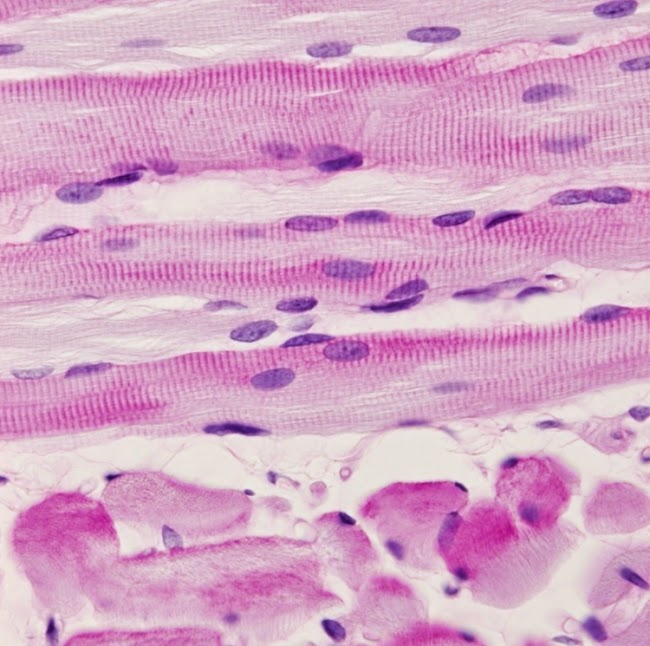 Andrea: TEIXIT MUSCULAR