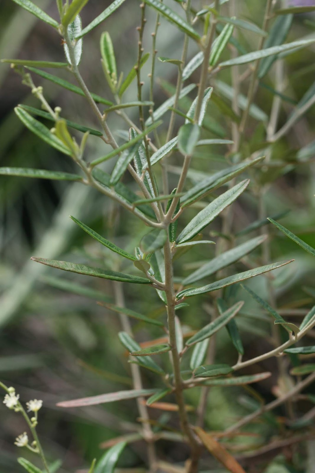 Native Florida Wildflowers: Pineland Croton - Croton linearis