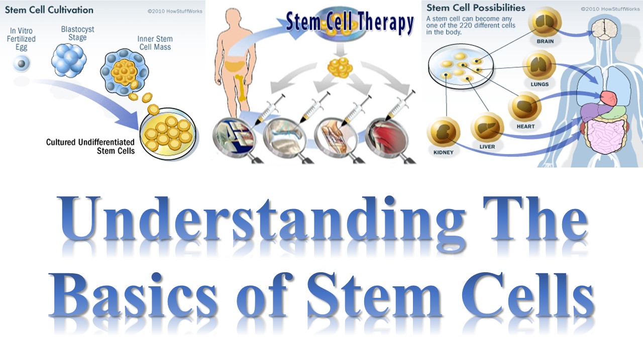 Understanding The Basics Of Stem Cells