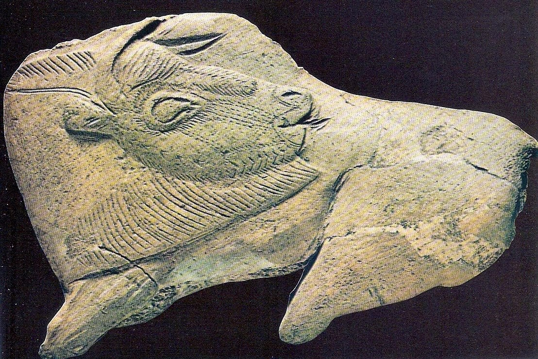 Lo scaffale ‽: Arte preistorica: Bisonte che si lecca il dorso