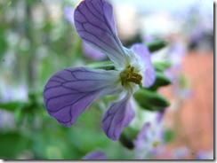 Greenhouse: How to... Grow Your Own Radishes