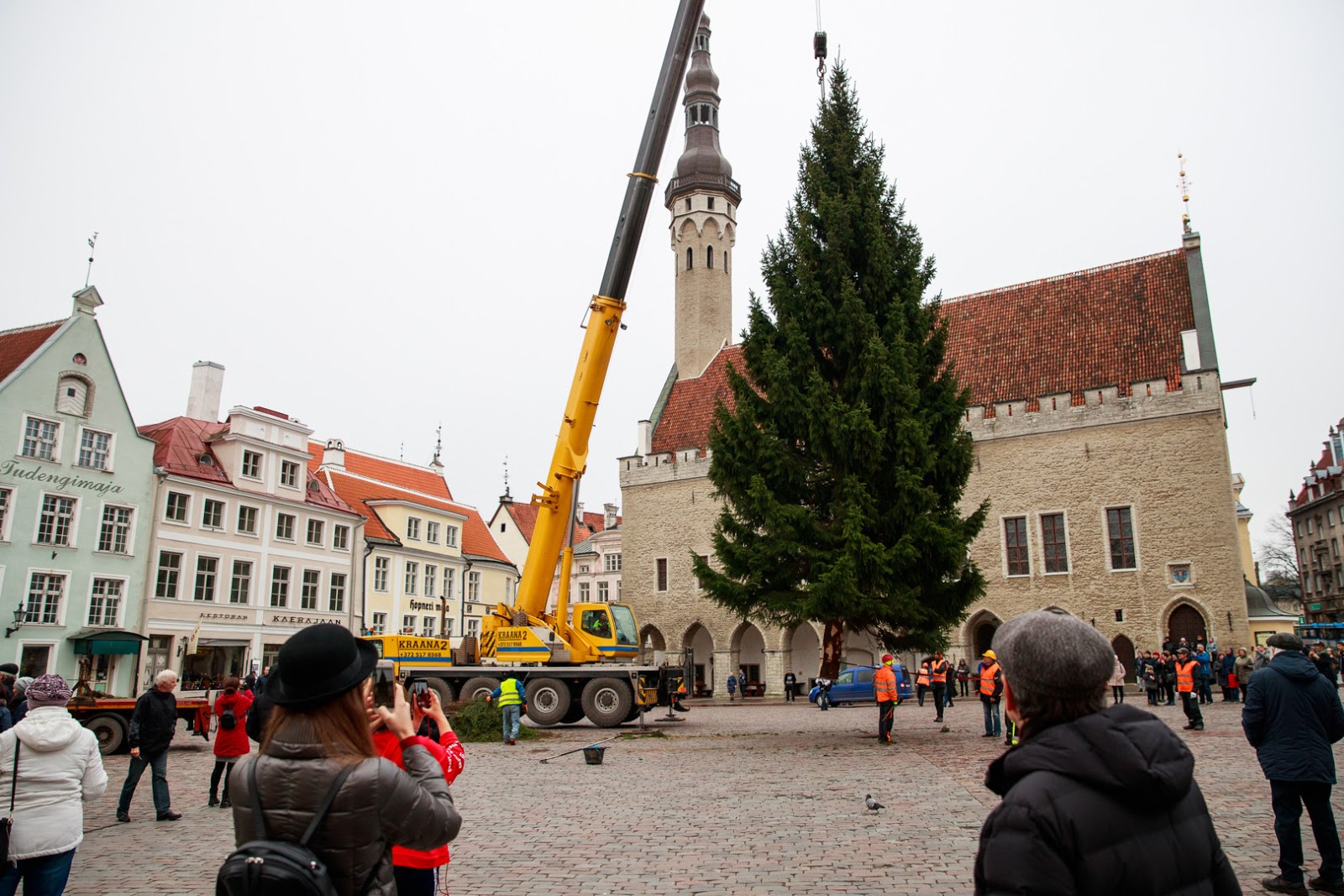 Estonia - Paradise of the North: Tallinn's Christmas tree has arrived!