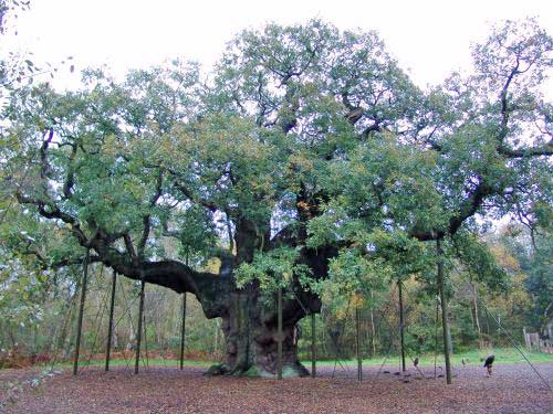 Archaeology and History of Medieval Sherwood Forest: the Major Oak ...