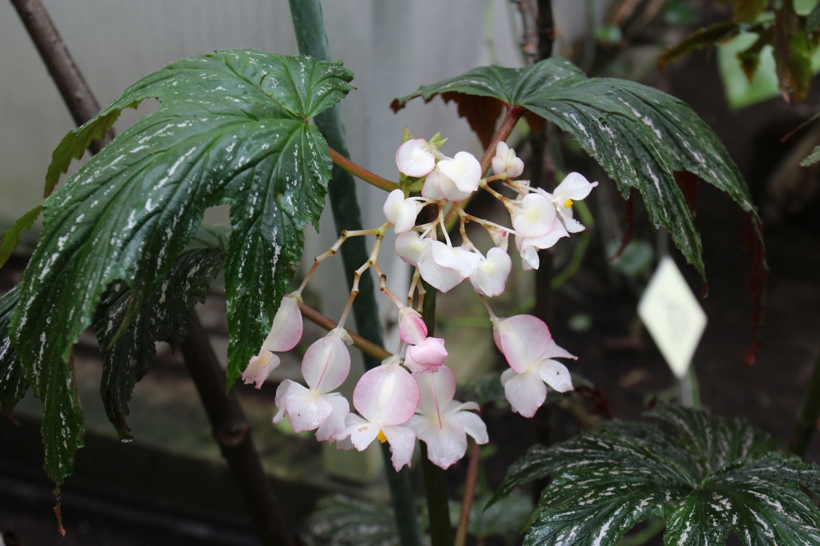 Neljandiku boks: Juured