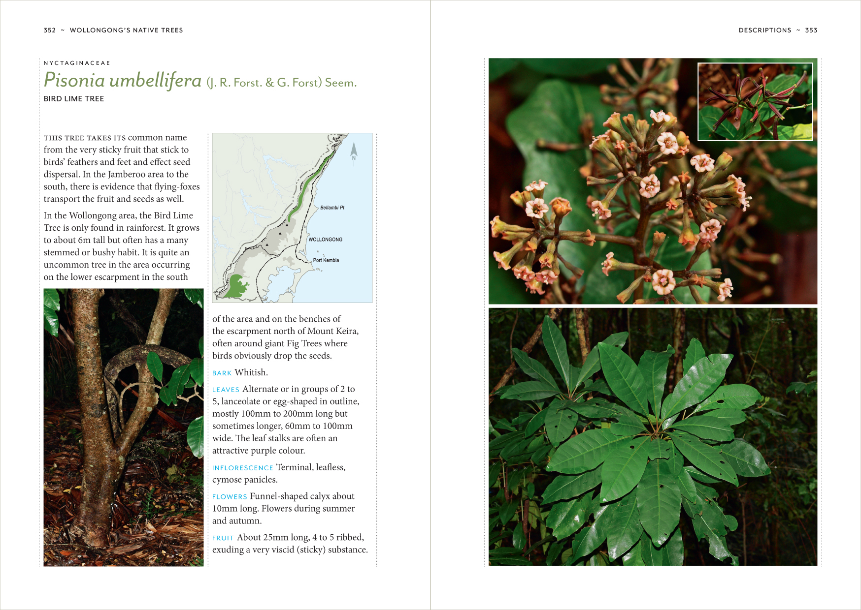 Celebrating: the reprint of Wollongong's Native Trees | Growing ...