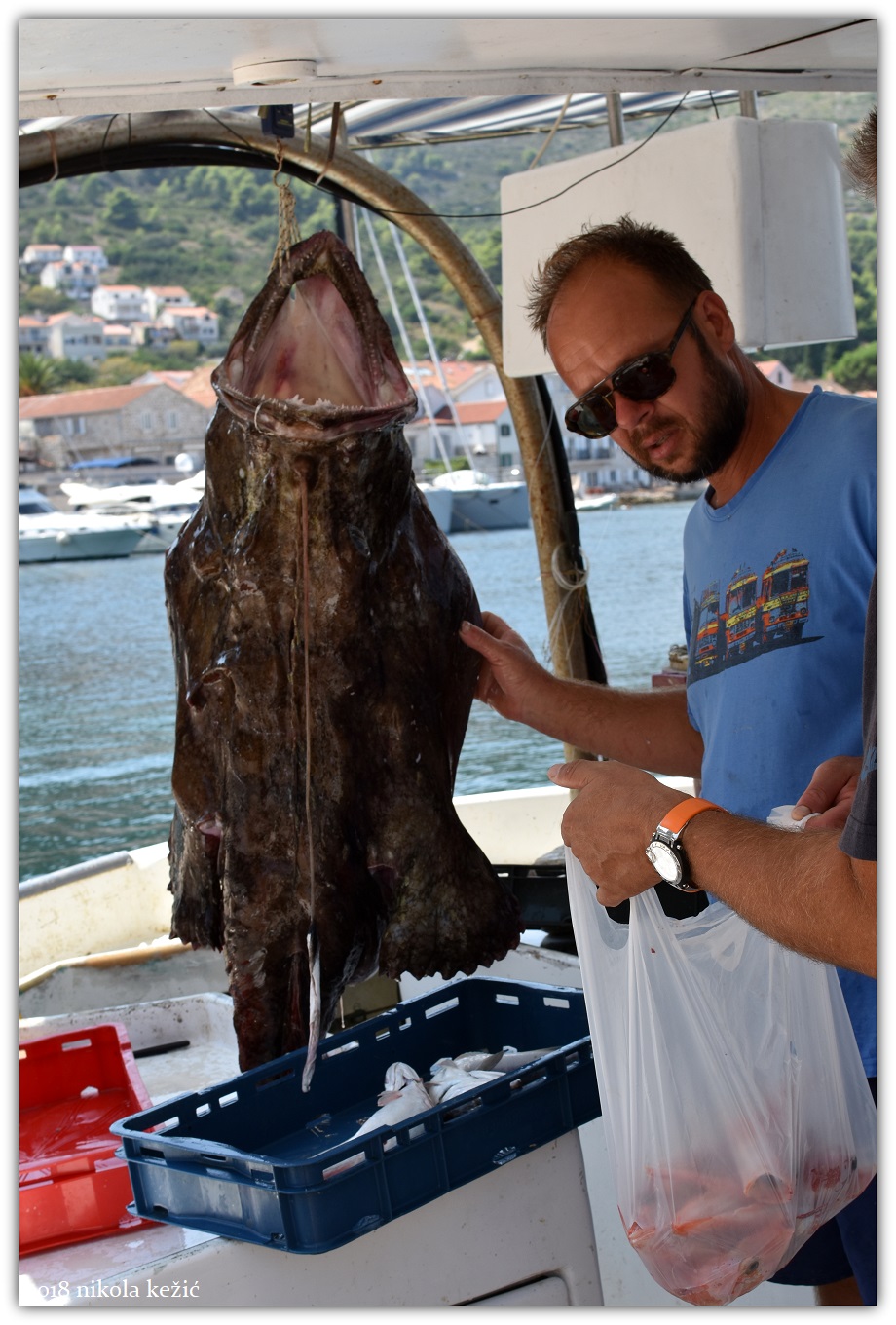 Jončićev ulov: Grdobina od 27 kg - ISSA-VIS-Kut