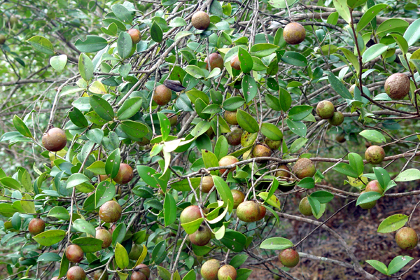 DeRen Tea Blog and Teochew Gongfucha