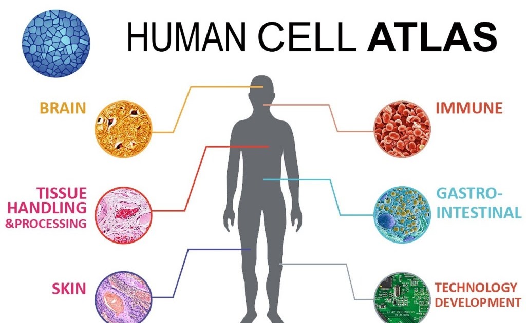 What is Human Cell Atlas Project?