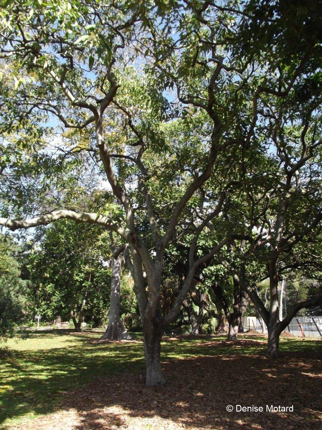 FOSTER BOTANICAL GARDEN