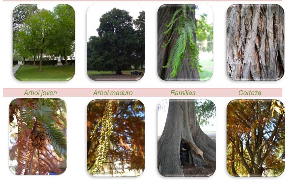 El cuexcomate: Etnobotánica del ahuehuete