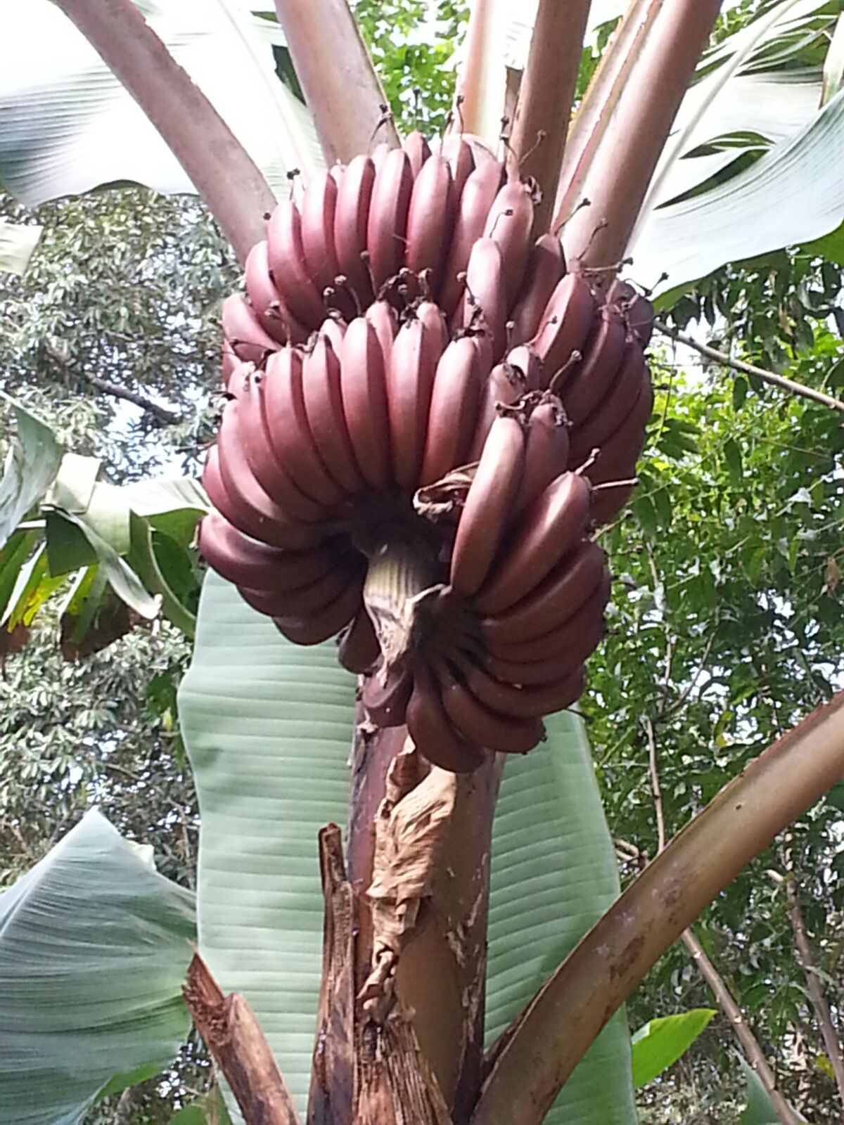 Warisan Petani: Tanaman Pisang 4 : Pokok Pisang Raja Udang.