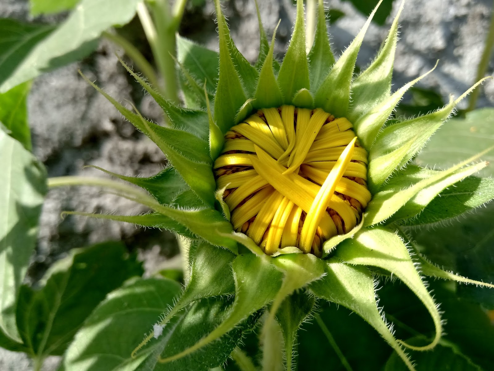Bunga Matahari Kuaci : Foto : Mengintip produksi kuaci biji bunga ...