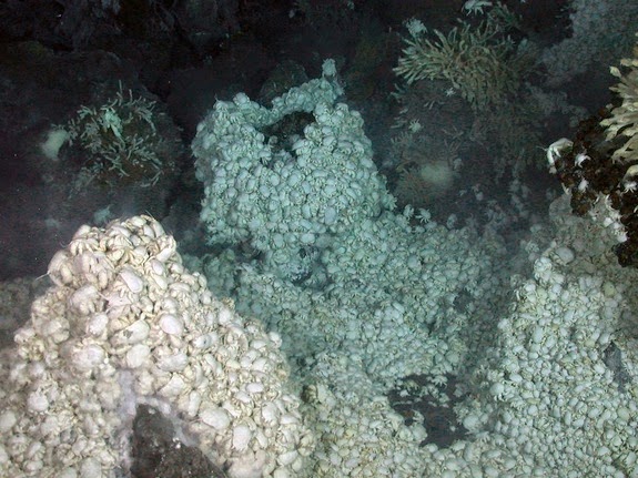 Cangrejo yeti (Kiwa hirsuta)