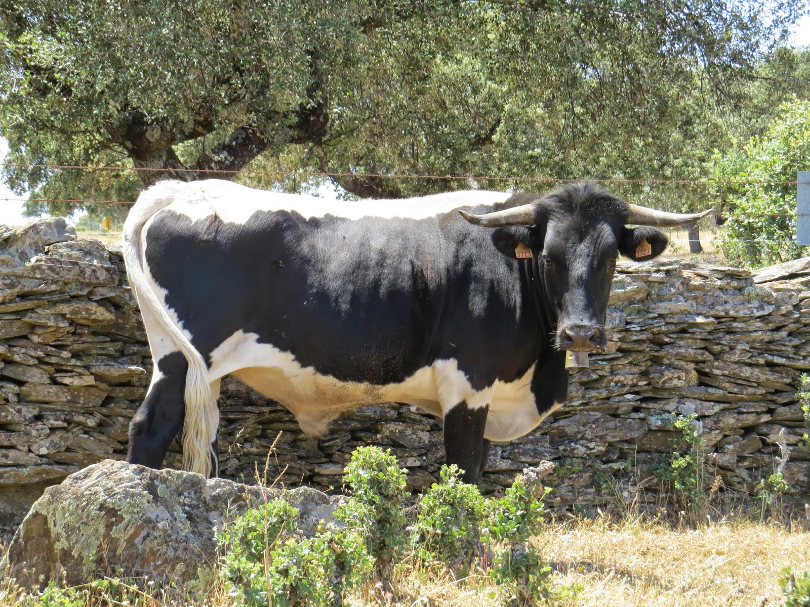 SEMENTALES BERRENDOS: BUEYES