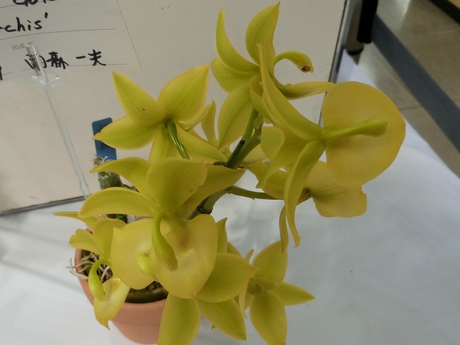 60歳で無職の優雅な日々: シクノデス・タイワン・ゴールド・オーキス Cycnodes Taiwan Gold 'Orchis'