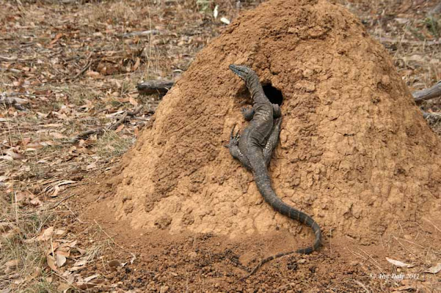 Sydney Meanderings: Kangaroo Island - Goanna