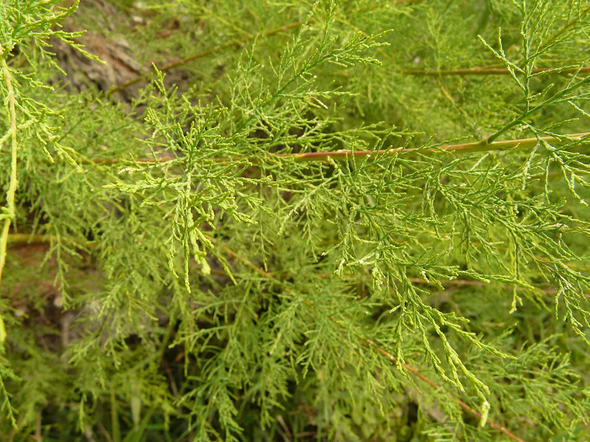 Á R B O L E S (T R E E S) y P A L M E R A S (P A L M S): Tamarix ...