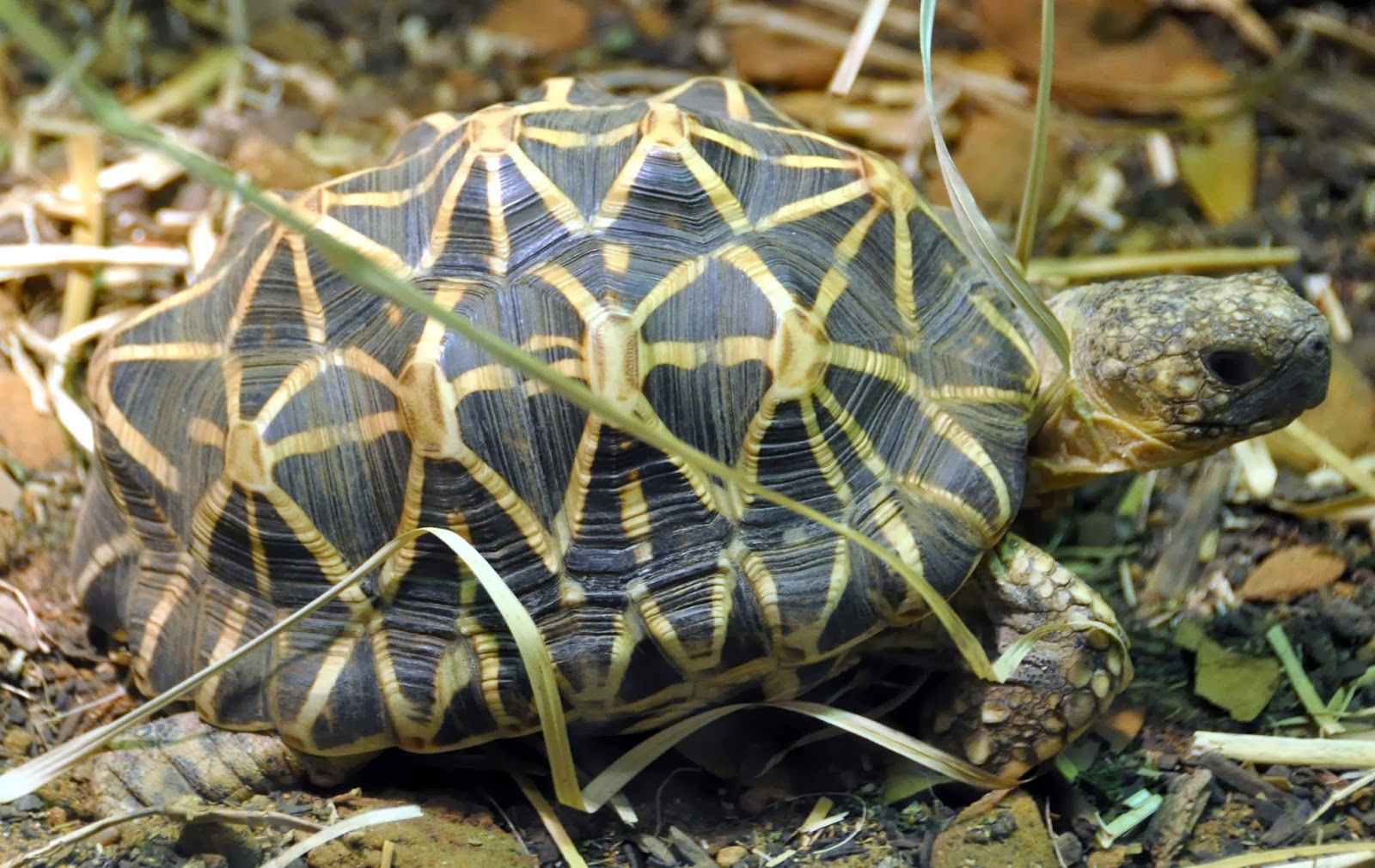 Rules of the Jungle: The Indian Star Tortoise