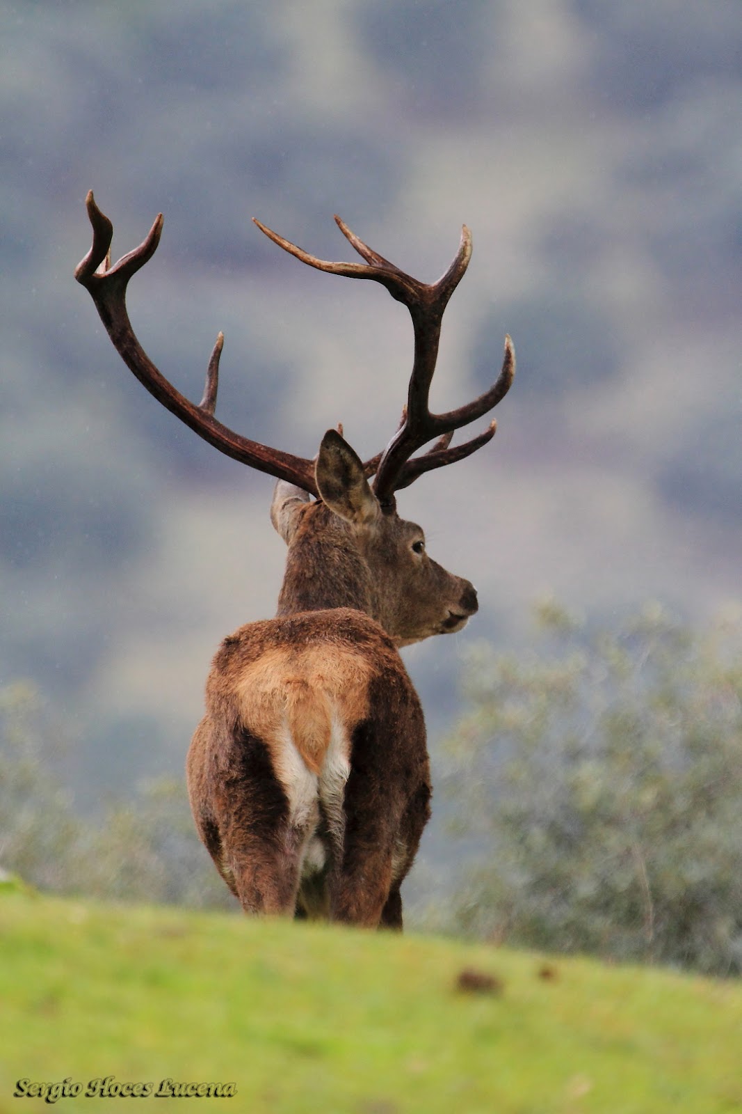 Viajes, Salidas, Naturaleza, (Fotografía).: Ciervo Ibérico (Cervus ...