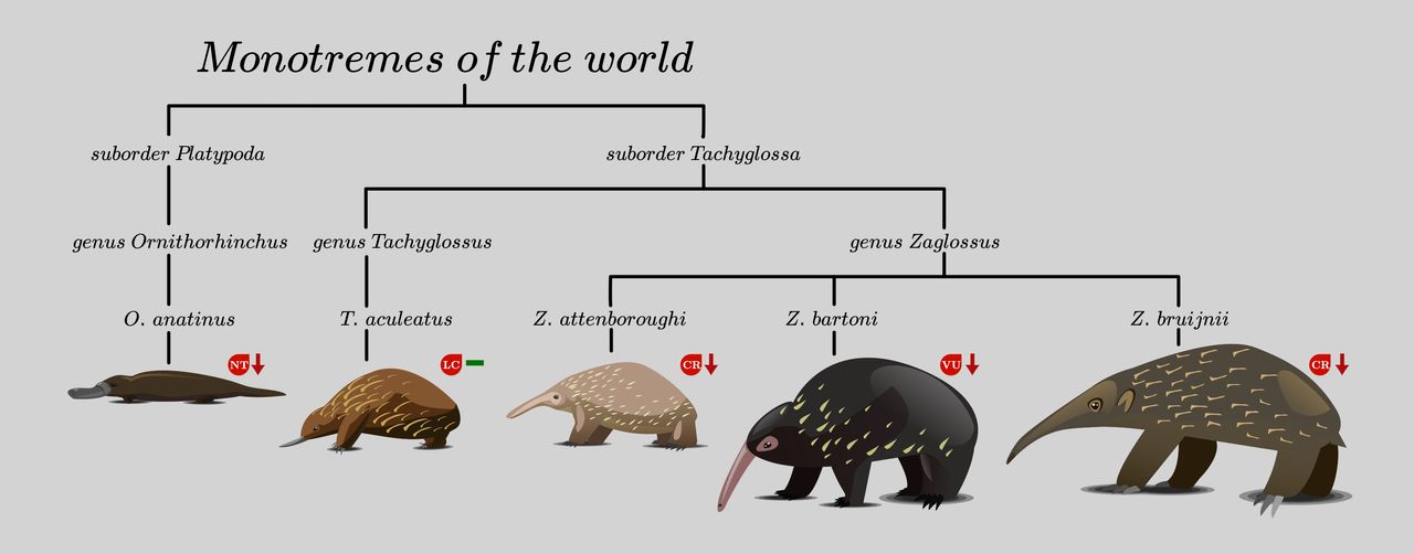 Info Hewan Tumbuhan Prasejarah: Monotremata, ordo mamalia bertelur