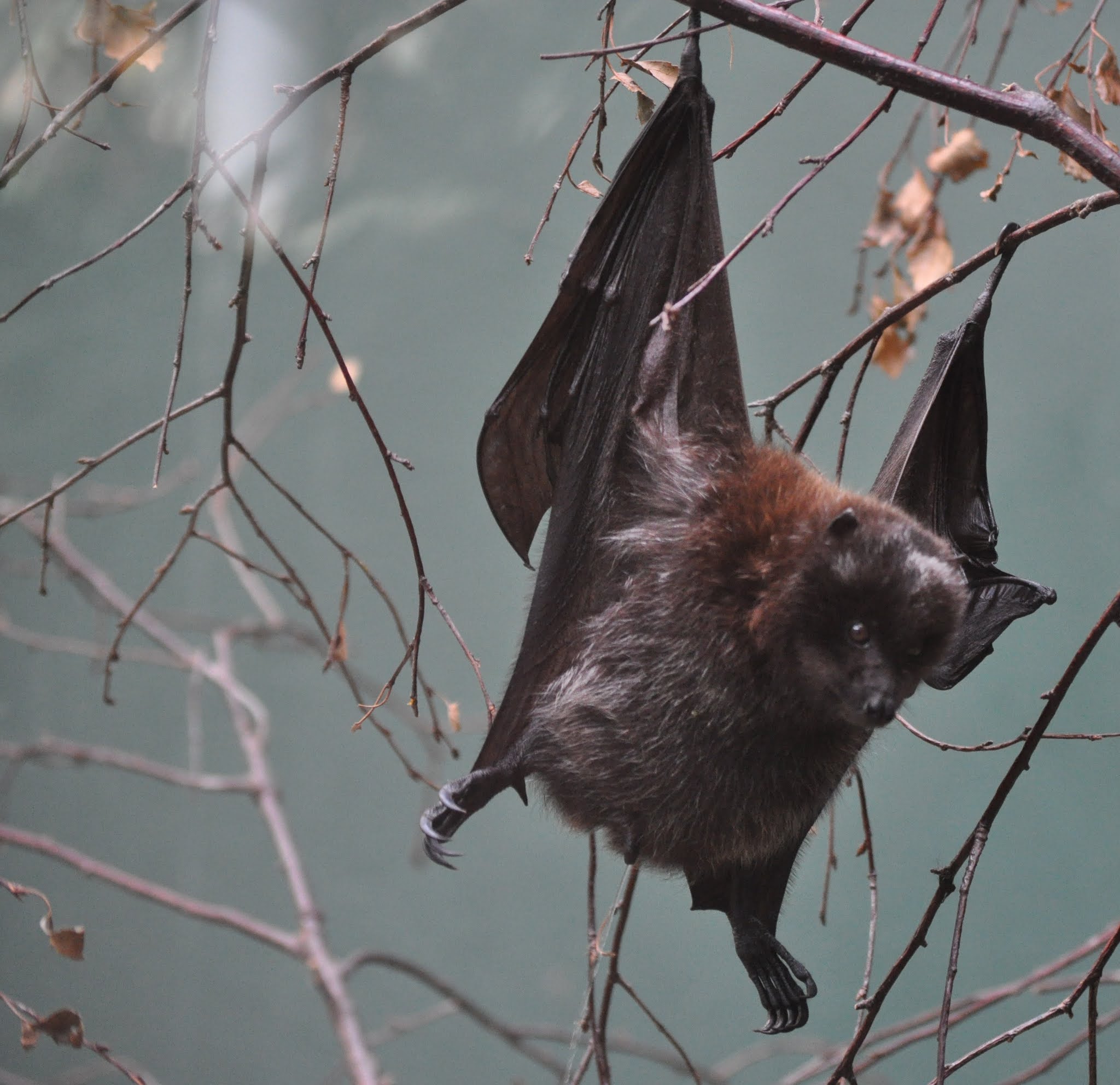 ZOOTOGRAFIANDO (6.100 ANIMALS): ZORRO VOLADOR DE LA ISLA RODRIGUES ...