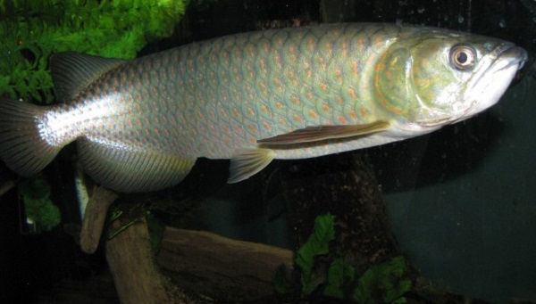 Jardini Arowana and Leichardti Arowana