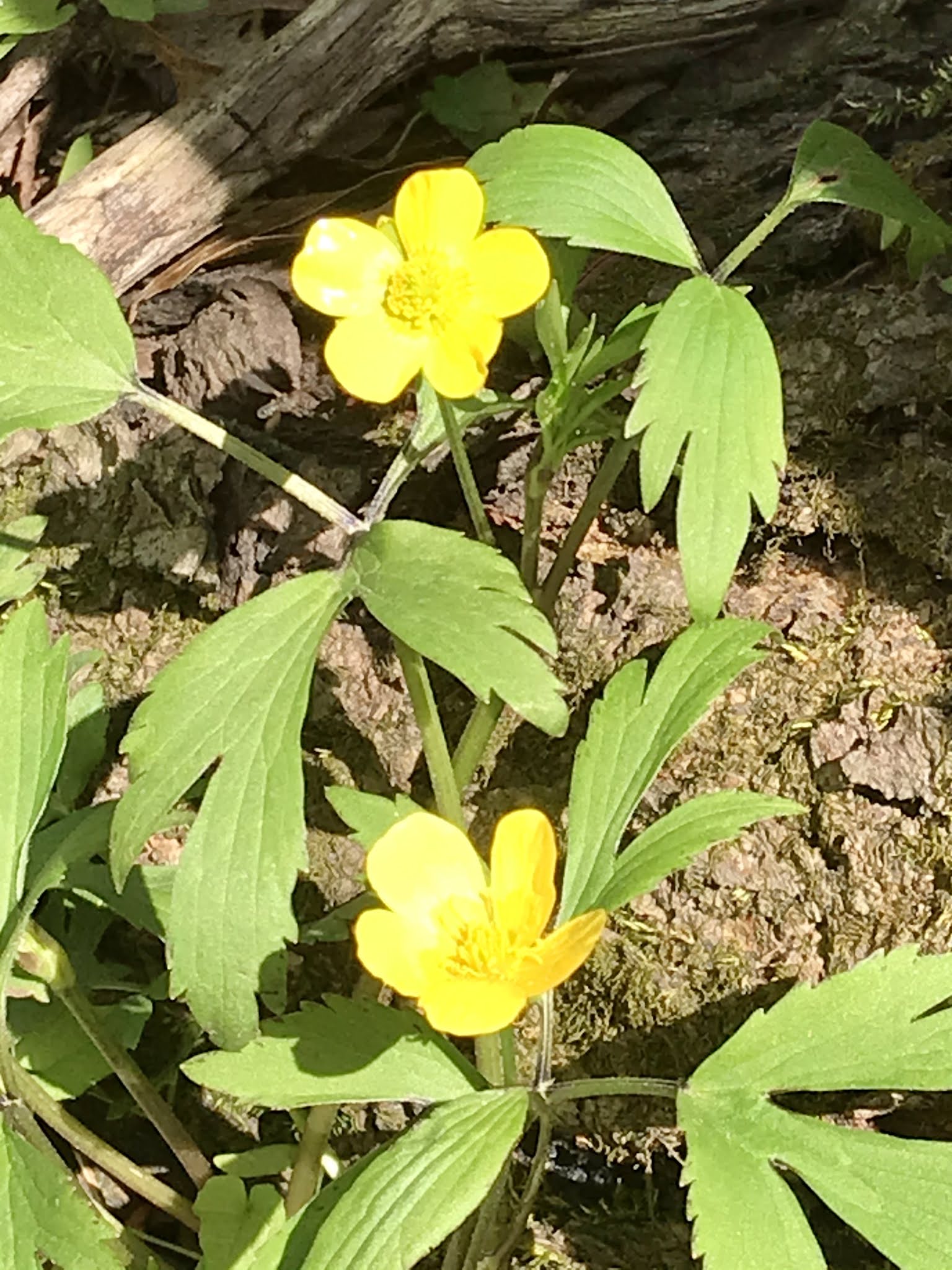 Native Wildflowers of Wisconsin: Swamp Buttercup (Ranunculus hispidus)