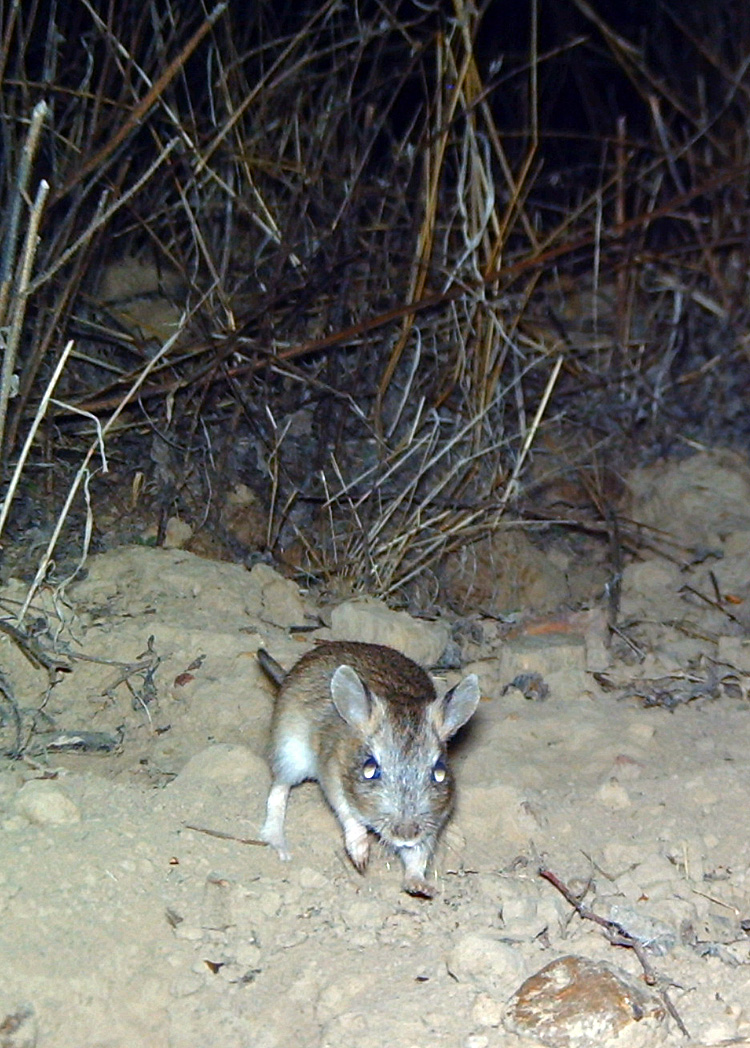 Remote Camera Trap - South Africa: Back At The Berg