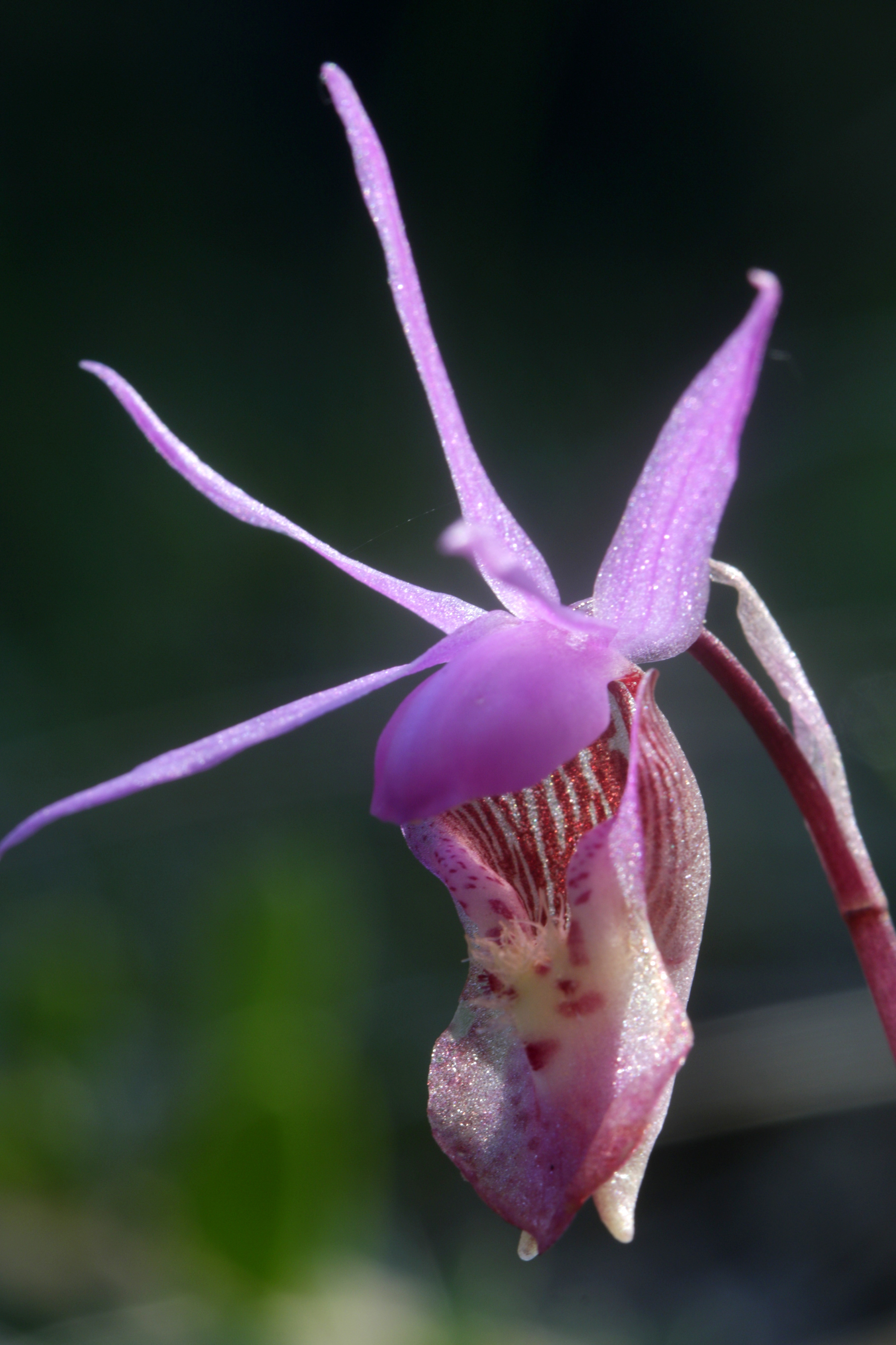 Native Orchids of the Pacific Northwest and the Canadian Rockies (and ...