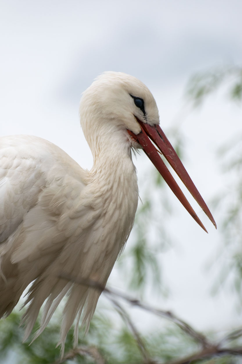 Alsace, France: White Stork Reintroduction Center, Hunawihr