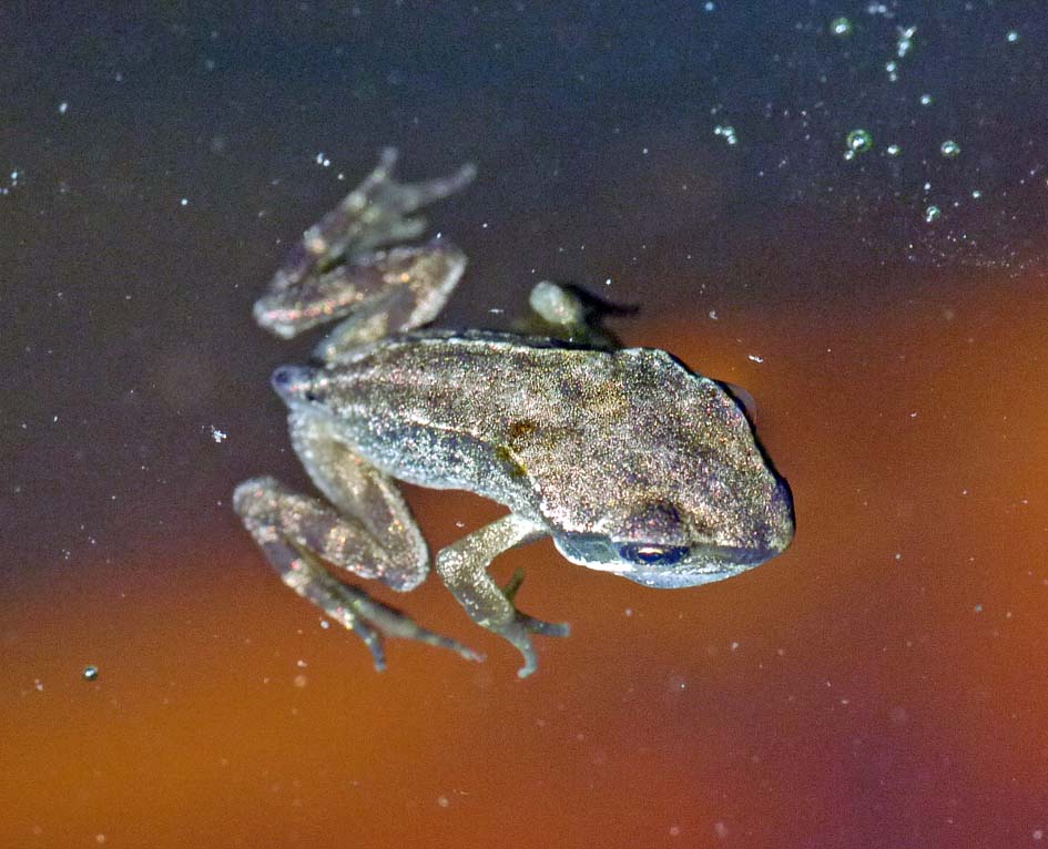 CABINET OF CURIOSITIES: Froglets