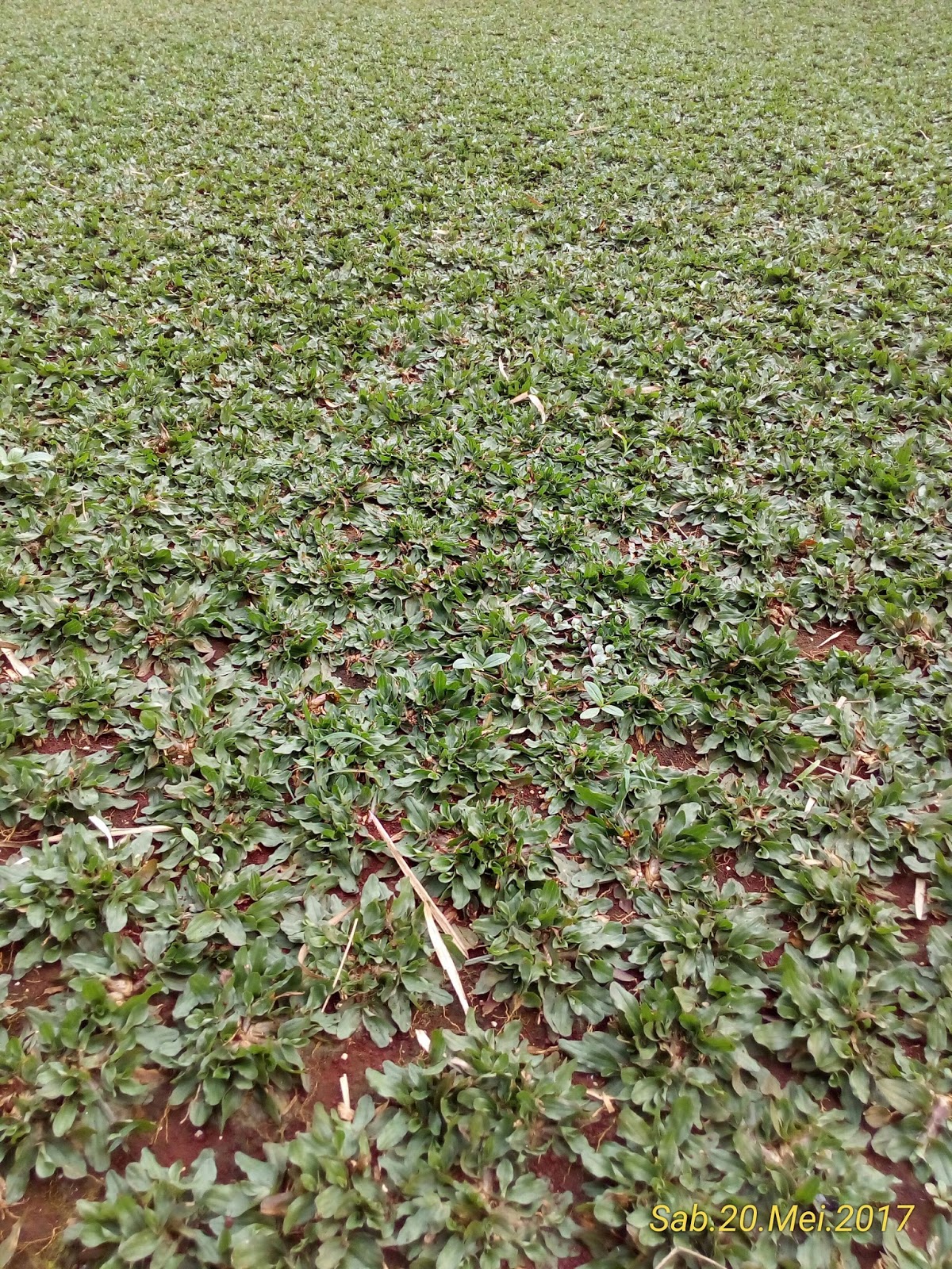 Jual rumput gajah mini | harga rumput gajah mini | Rumah taman landscape