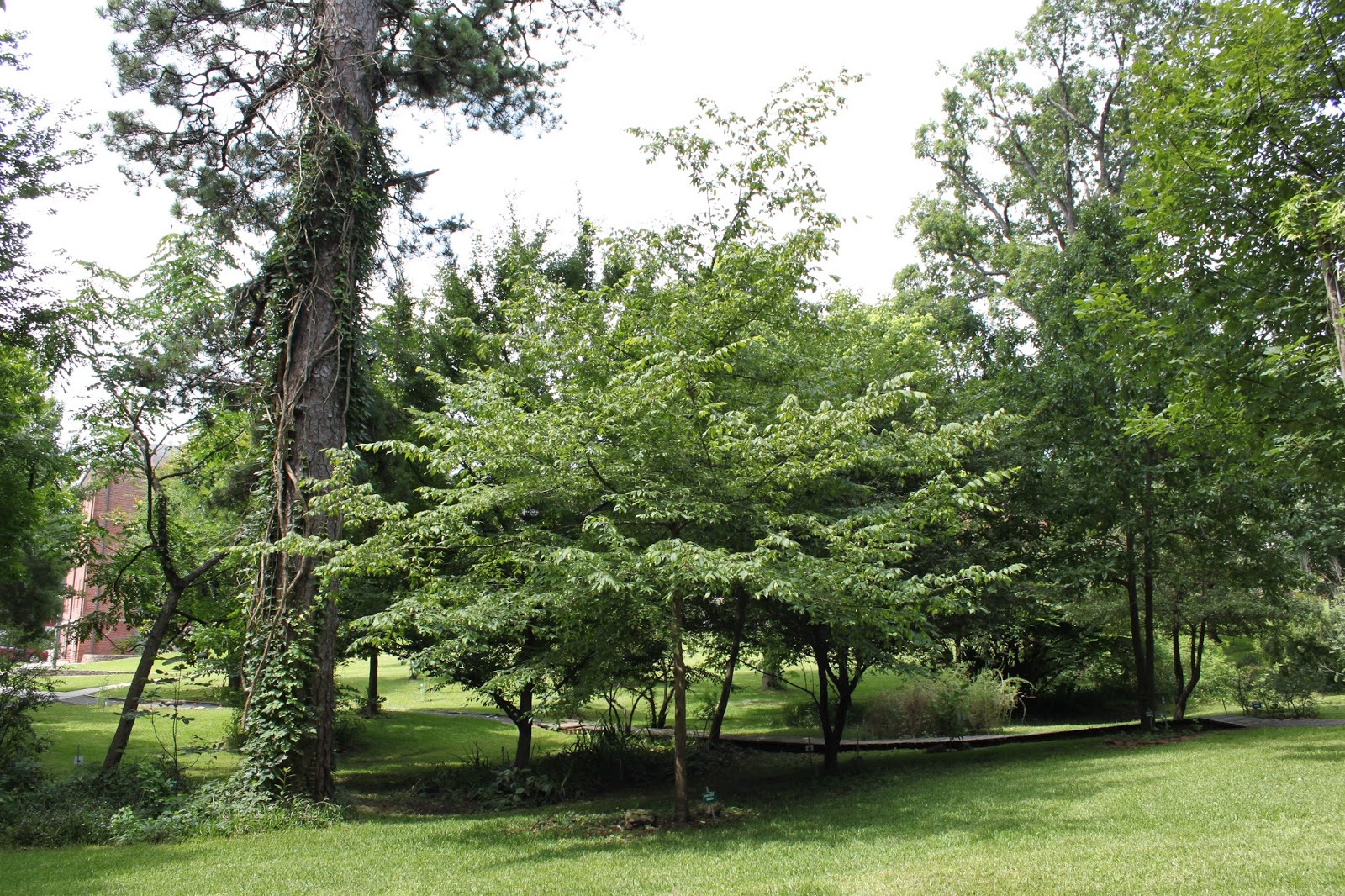 Centenary College Arboretum: Tree of the Week: Eastern Hop Hornbeam ...