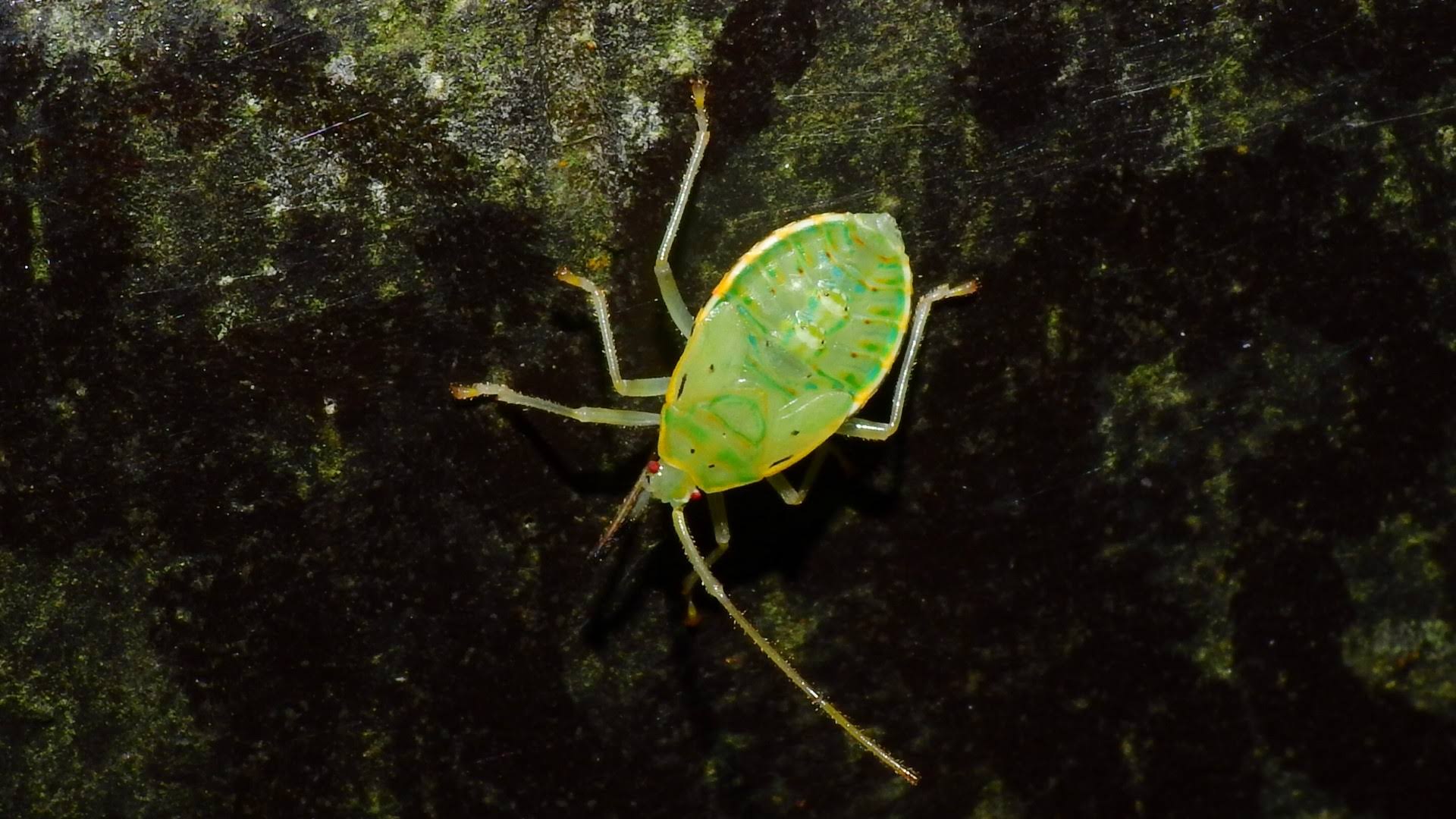 台灣-鳥類與昆蟲-自然觀察記錄: 台灣盲異椿象 Urolabida taiwanensis