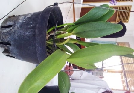 Wajib Tahu! 45+ Morfologi Tanaman Bunga Anggrek Terbaik - Informasi ...