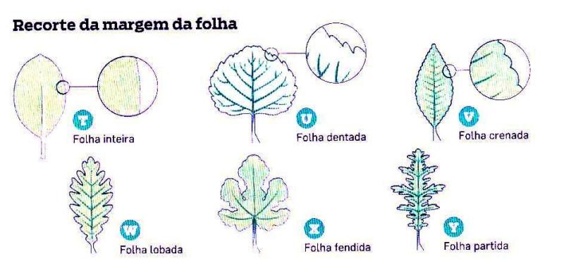 Mato & Cia: Morfologia externa de Folhas