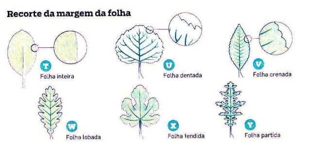 Mato & Cia: Morfologia externa de Folhas